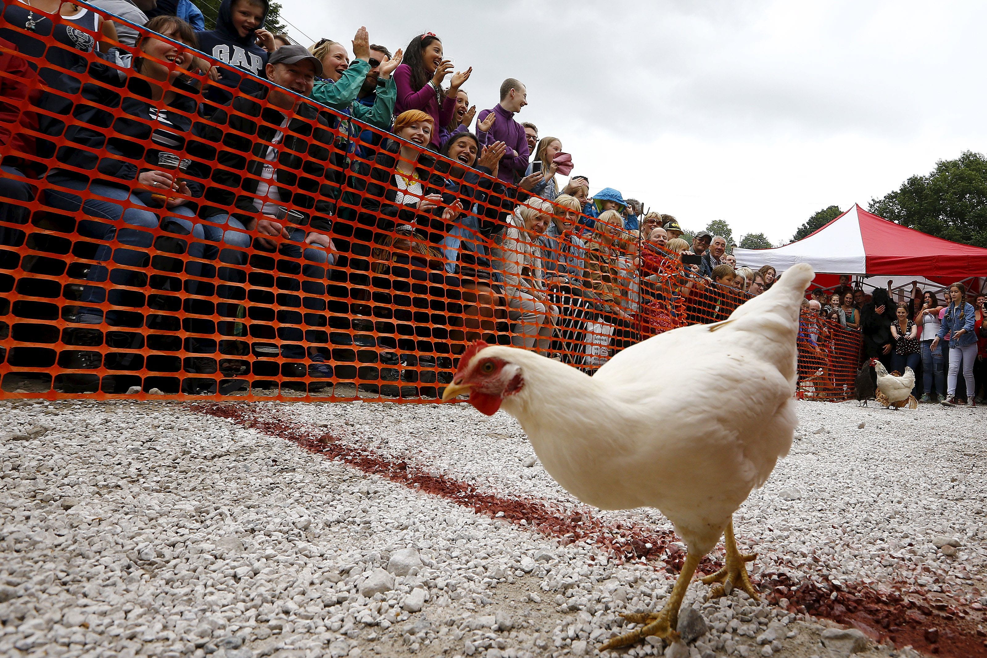 The World Hen Racing Championships